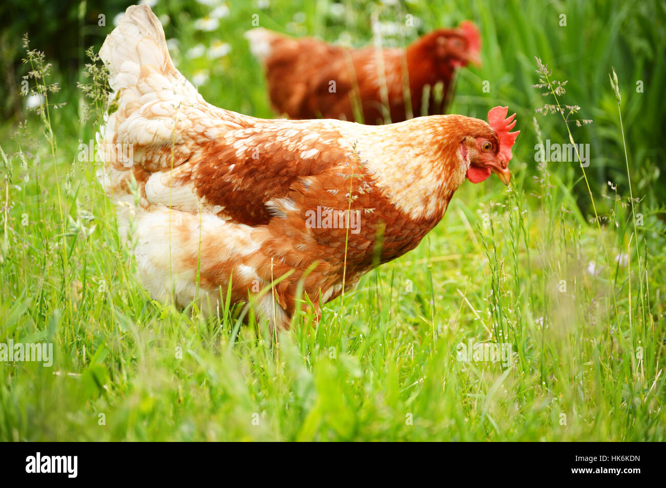 animal, livestock, farm, poultry, chicken, hen, meadow, grass, lawn ...