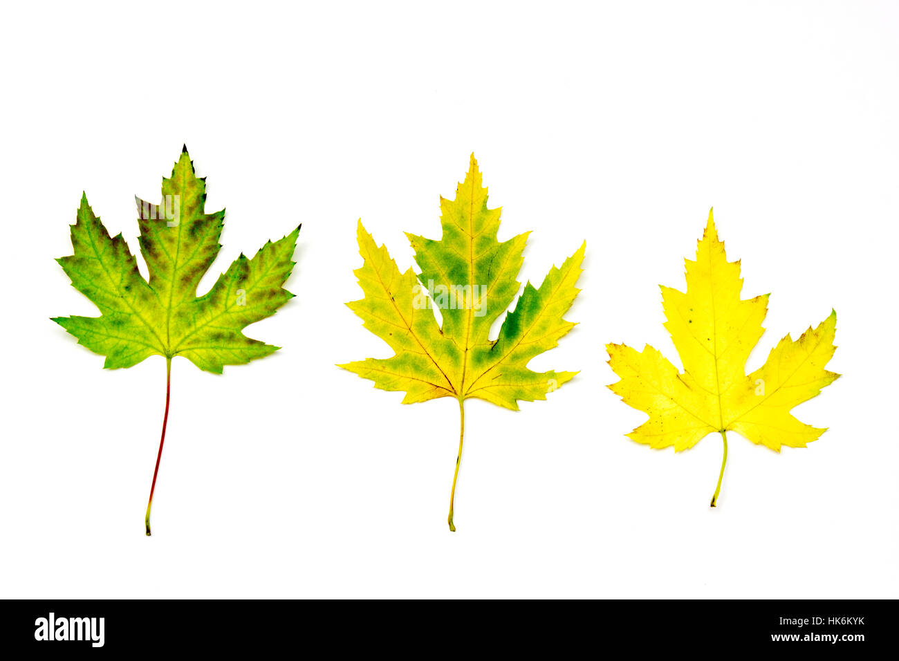 leaf, object, macro, close-up, macro admission, close up view, isolated ...