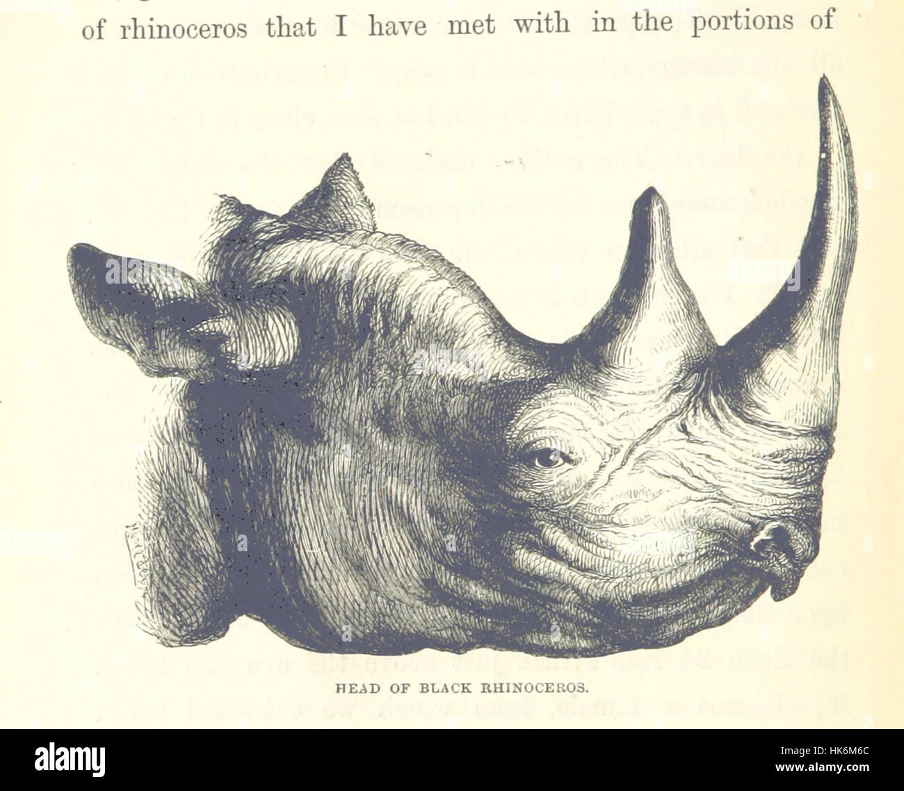 An illustration from 'The Albert Nyanza,' showing the exploration of ...