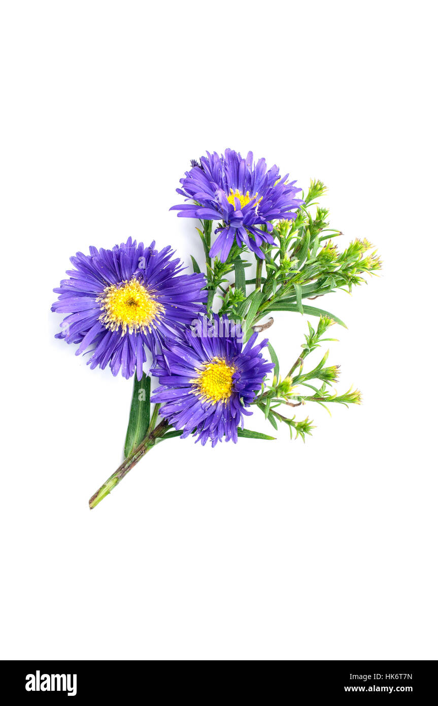 aster isolated on white background Stock Photo - Alamy