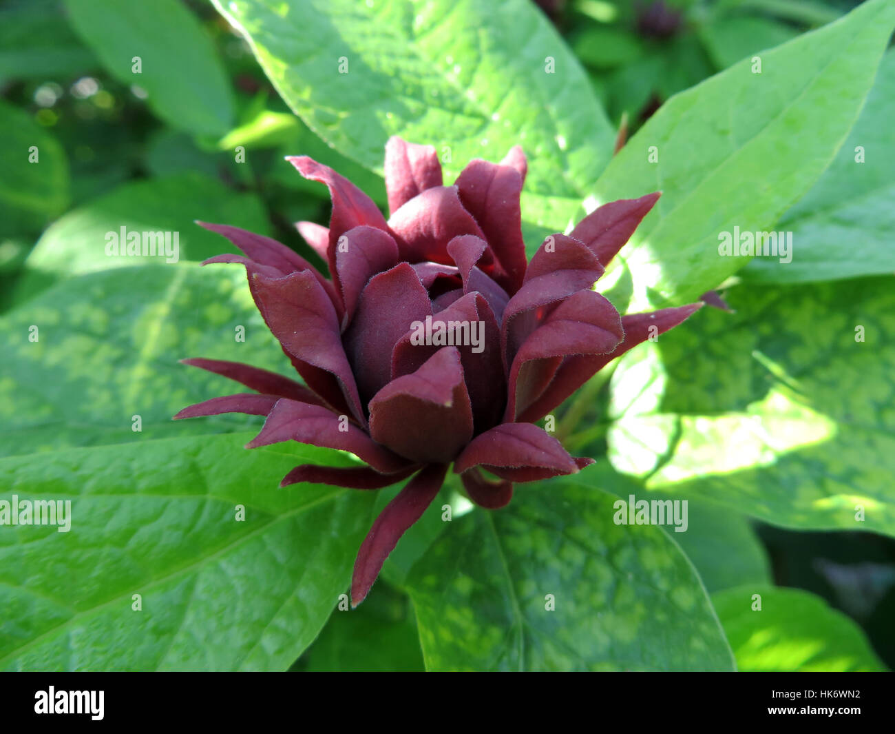 real spice shrub - calycanthus floridus Stock Photo - Alamy
