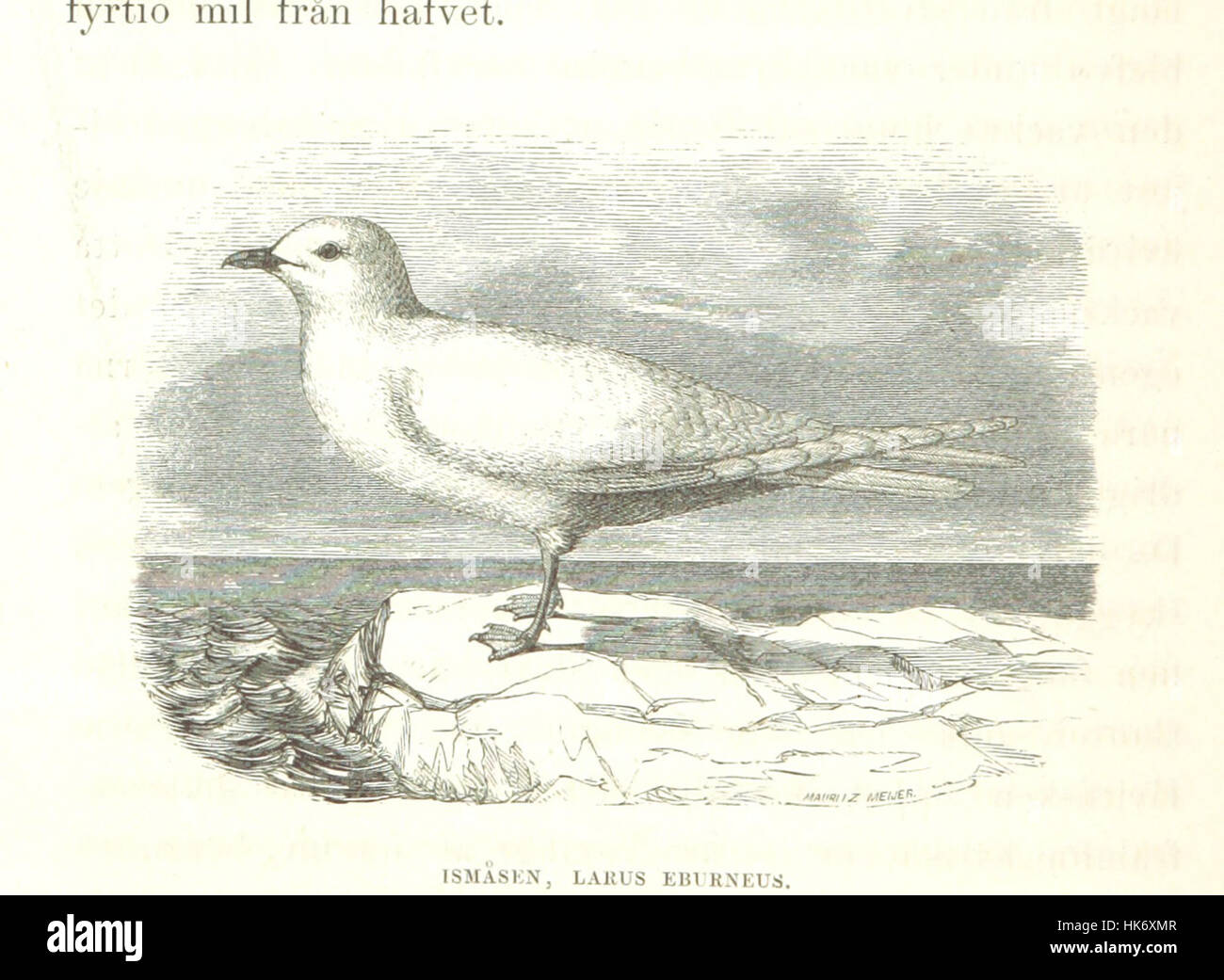 The image is from 'Svenska expeditionen till Spetsbergen 1861 ...