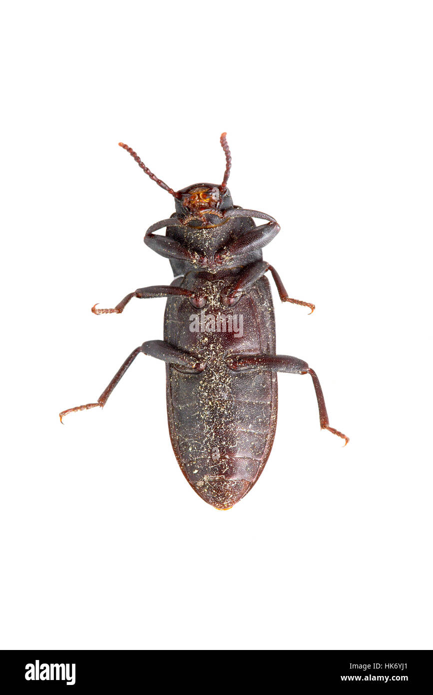 Dead bug isolated on white Stock Photo - Alamy