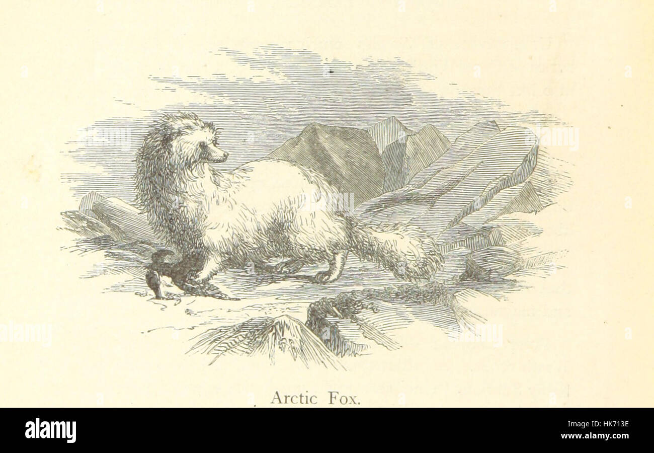 Illustration from 'A Whaling Cruise to Baffin's Bay and the Gulf of ...