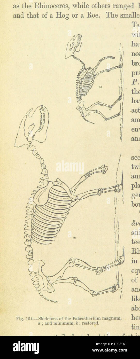 Illustration from 'The World before the Deluge', depicting ancient ...