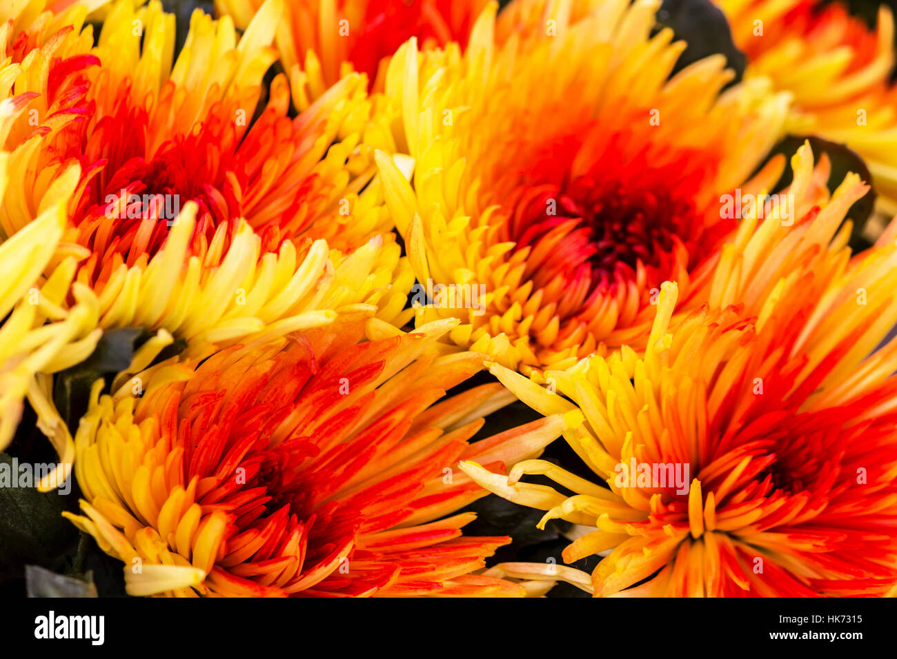 red - yellow asters Stock Photo - Alamy