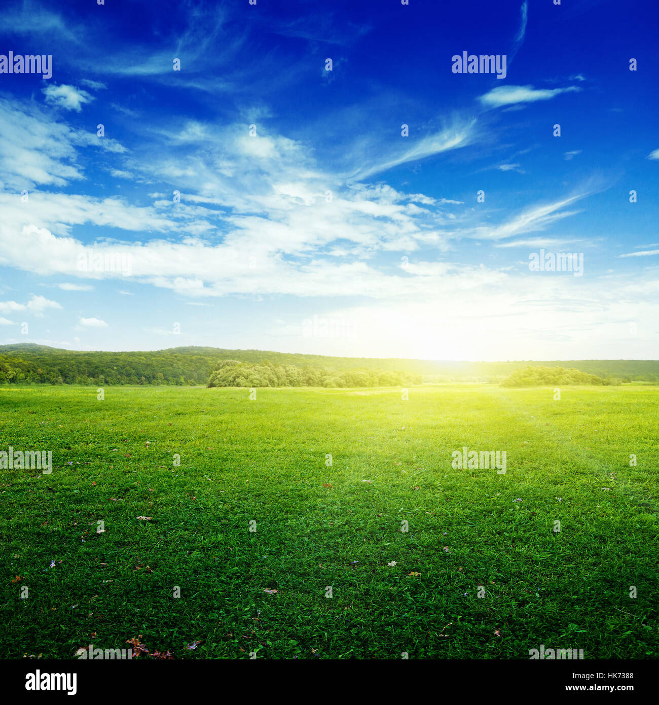 blue, tree, trees, horizon, summer, summerly, sunrise, bright, shiny ...