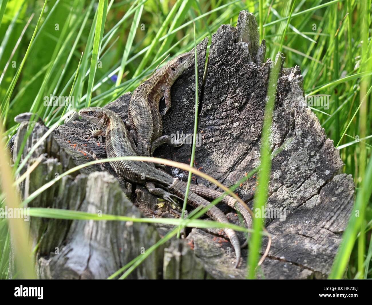 Four Lizards High Resolution Stock Photography and Images - Alamy