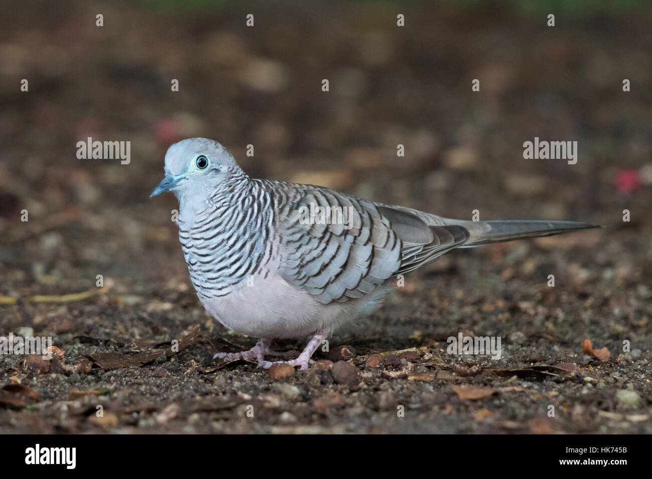 Peaceful Dove (Geopelia striata) on the ground Stock Photo - Alamy
