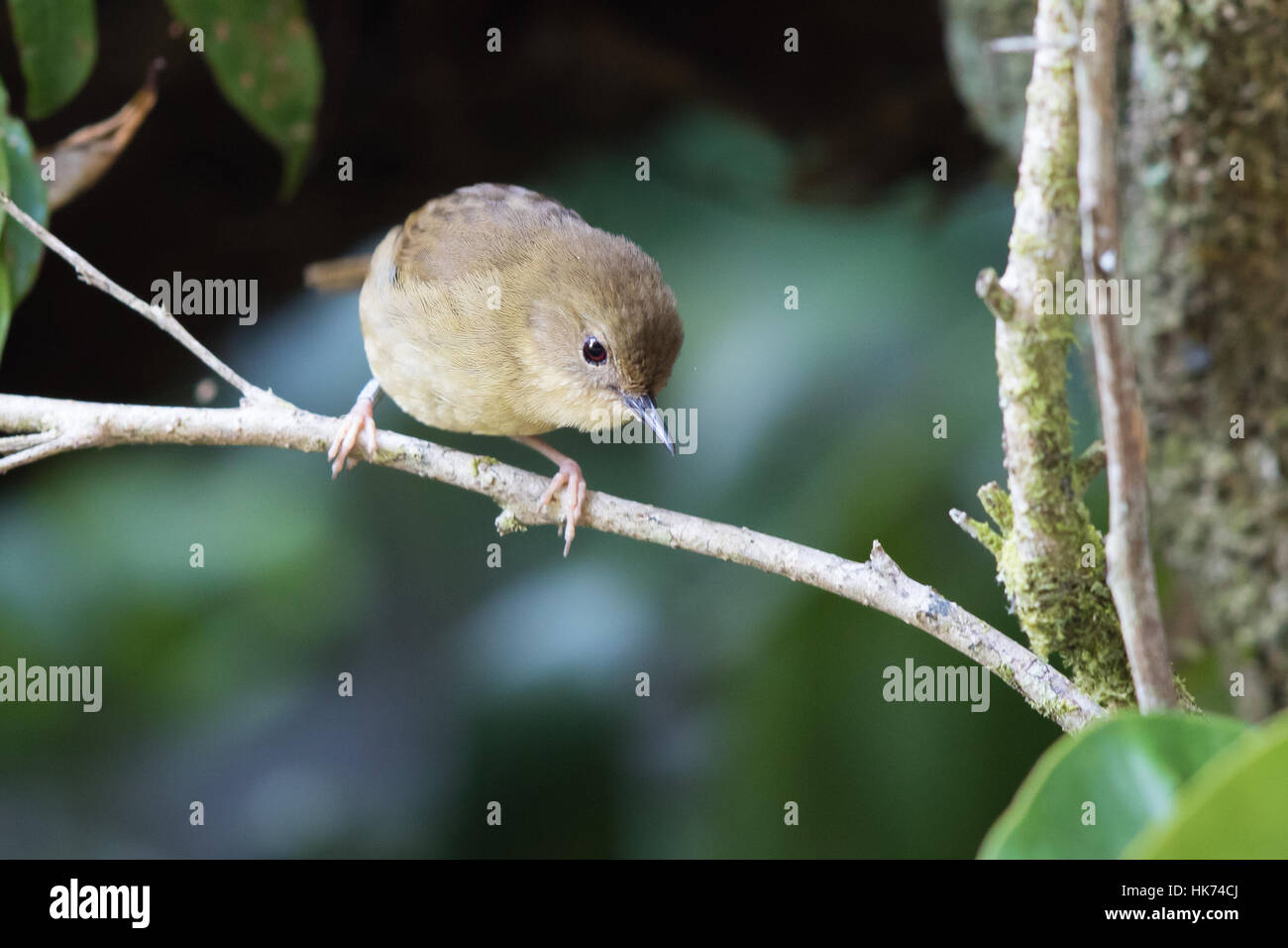 Keri hi-res stock photography and images - Alamy