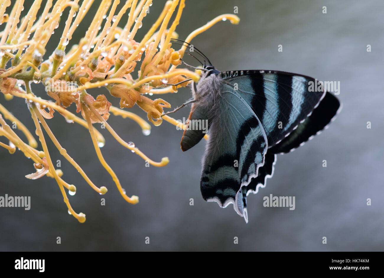 Zodiac Moth (Alcides metaurus Stock Photo - Alamy