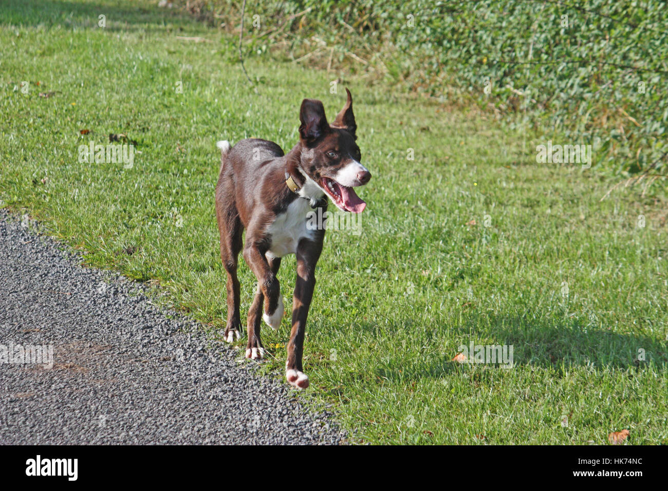 Border collie sheepdog hi-res stock photography and images - Alamy