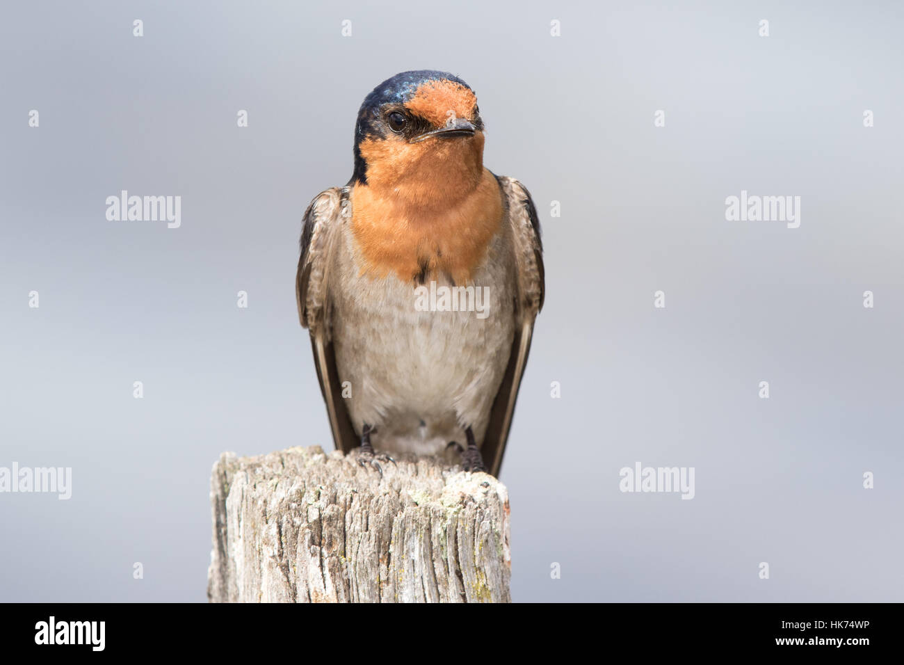 Welcome swallow hi-res stock photography and images - Alamy