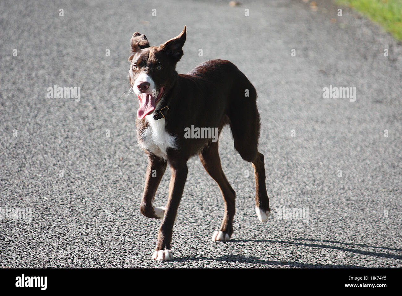 Handsome red and white border collie sheepdog pet standing Stock Photo ...