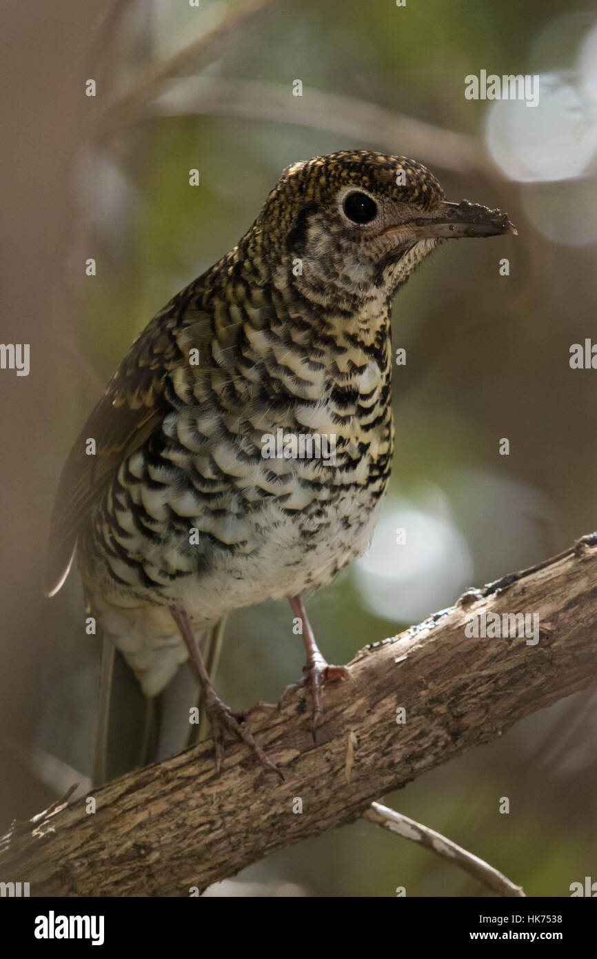 Bassian Thrush (Zoothera lunulata Stock Photo - Alamy
