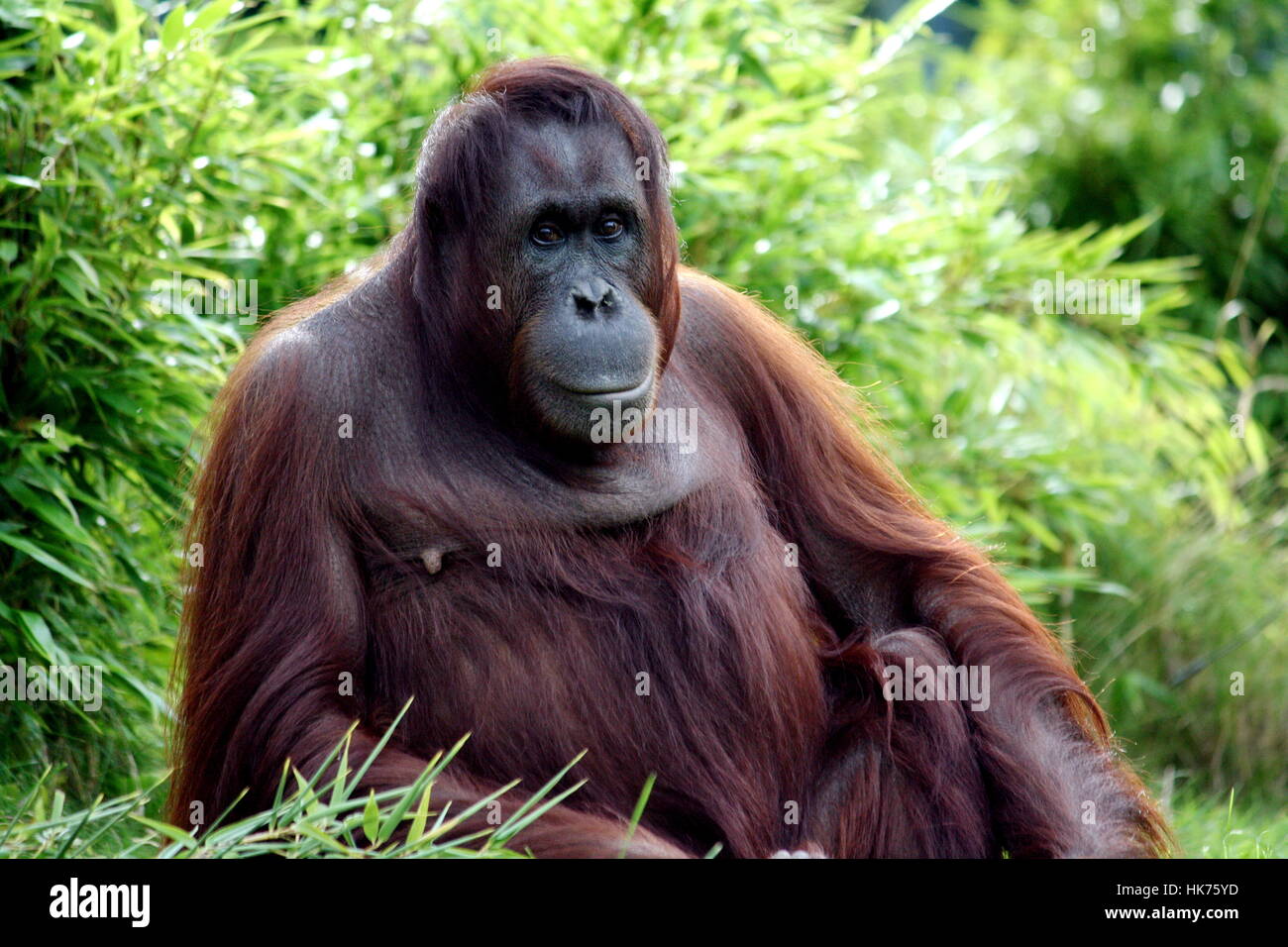 Orangutan hair hi-res stock photography and images - Alamy