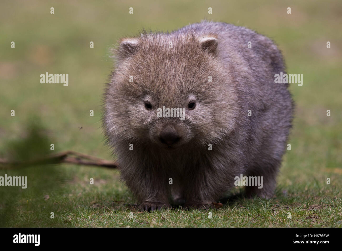 Common Wombat (Vombatus ursinus Stock Photo - Alamy