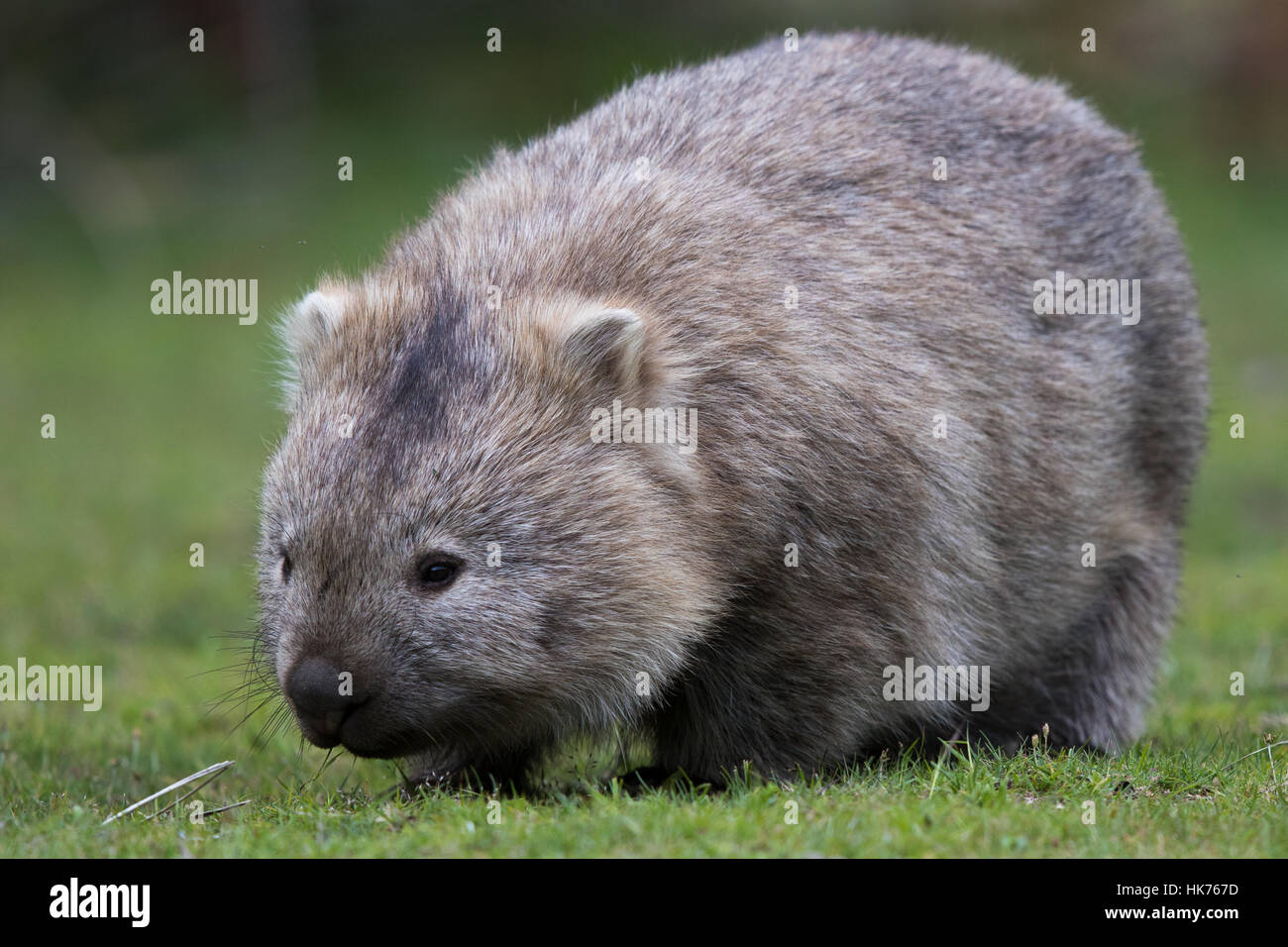 Vombatidae hi-res stock photography and images - Alamy
