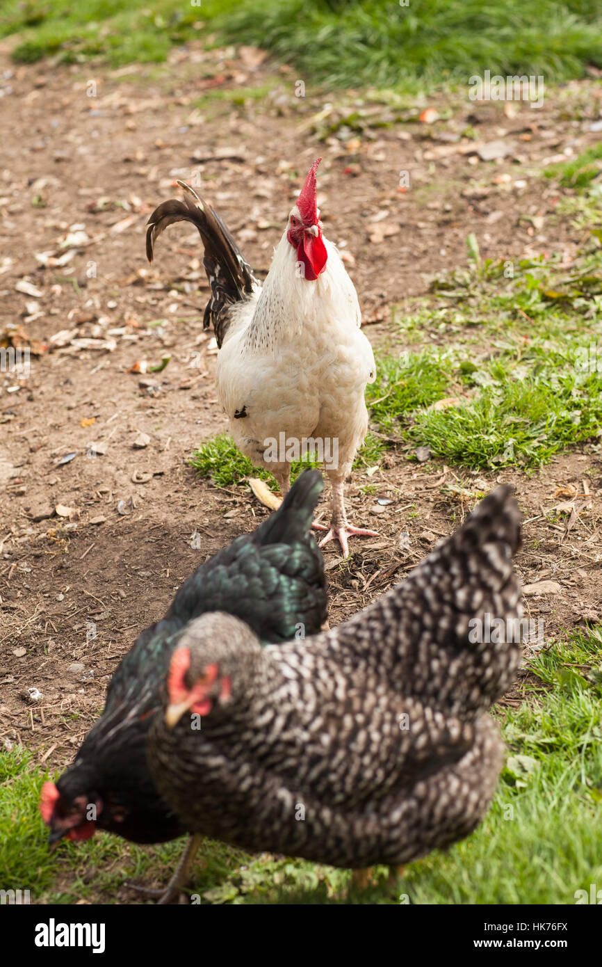 Big cockerel hi-res stock photography and images - Alamy
