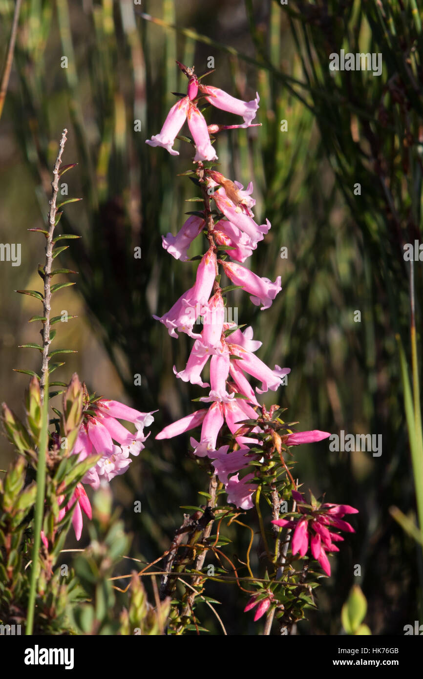 Epacris hi-res stock photography and images - Alamy
