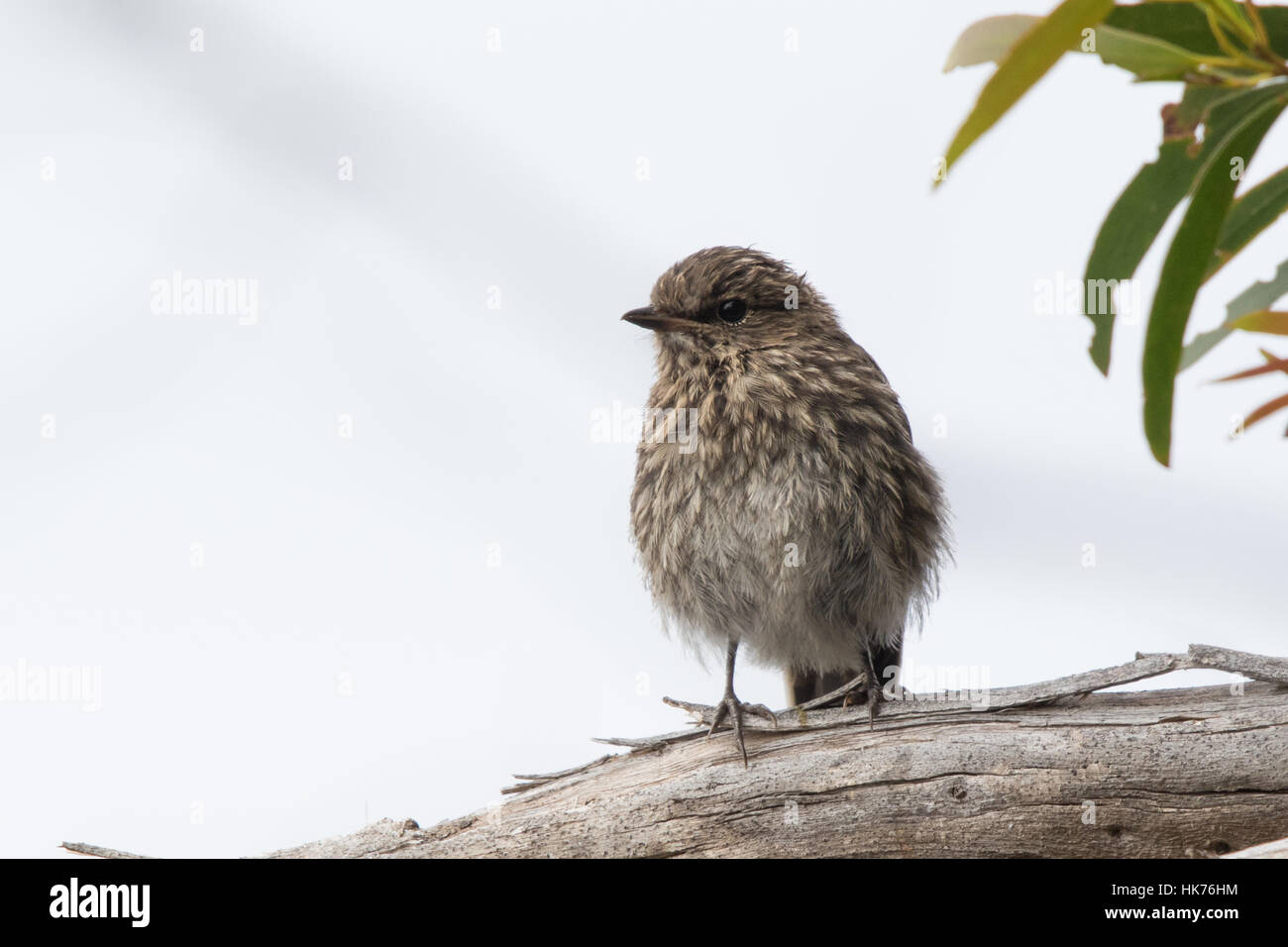 Dusky robin melanodryas vittata juvenile tasmania australia hi-res ...