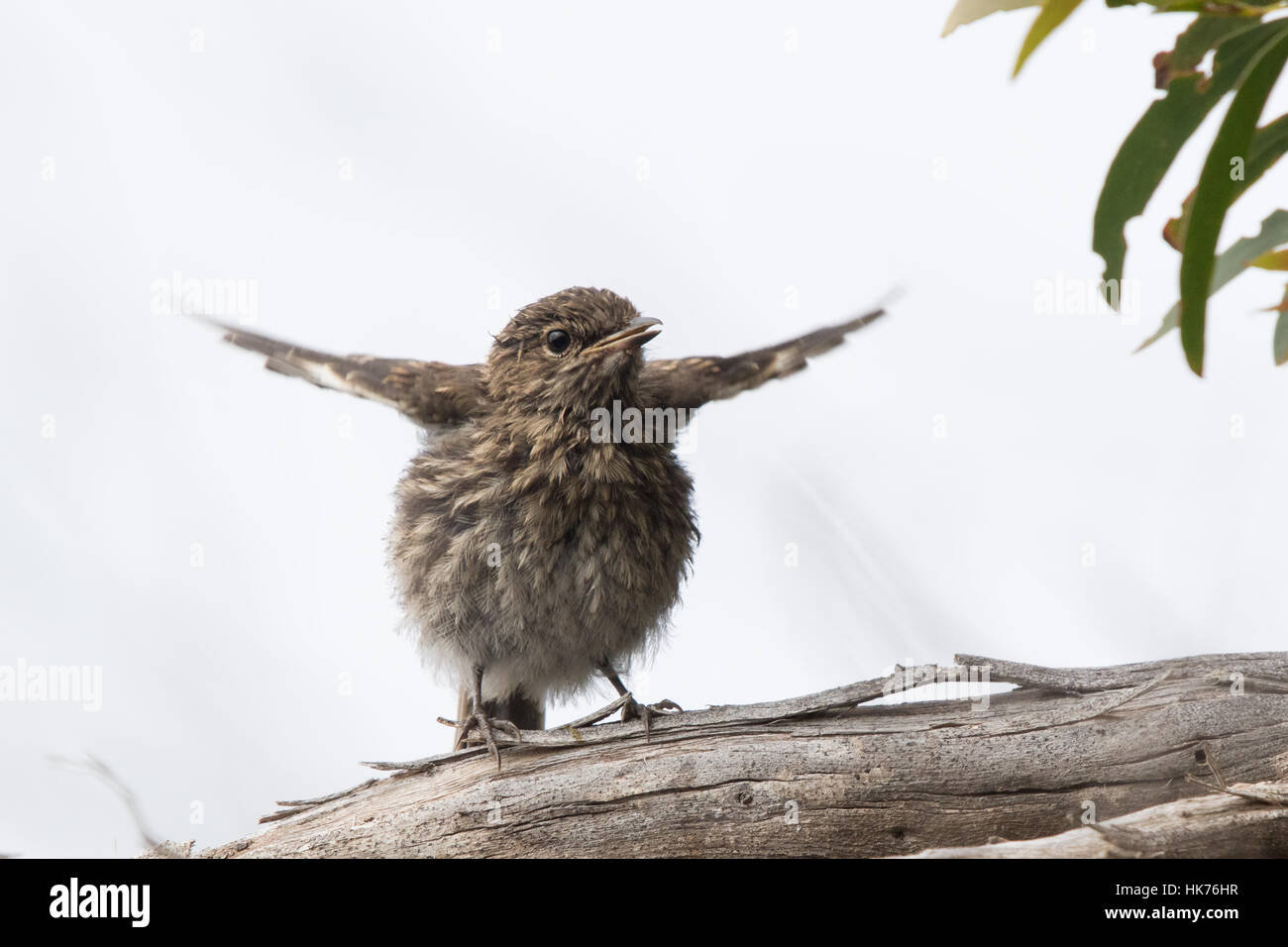 juvenile Dusky Robin (Melanodryas vittata) begging to be fed Stock ...