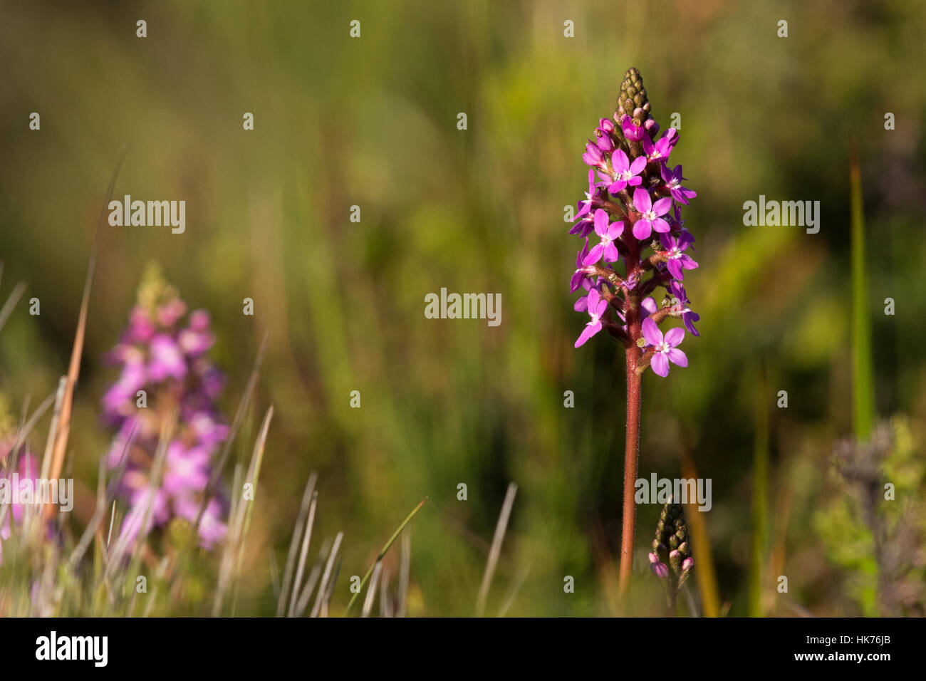 Grass triggerplant (Stylidium graminifolium Stock Photo - Alamy