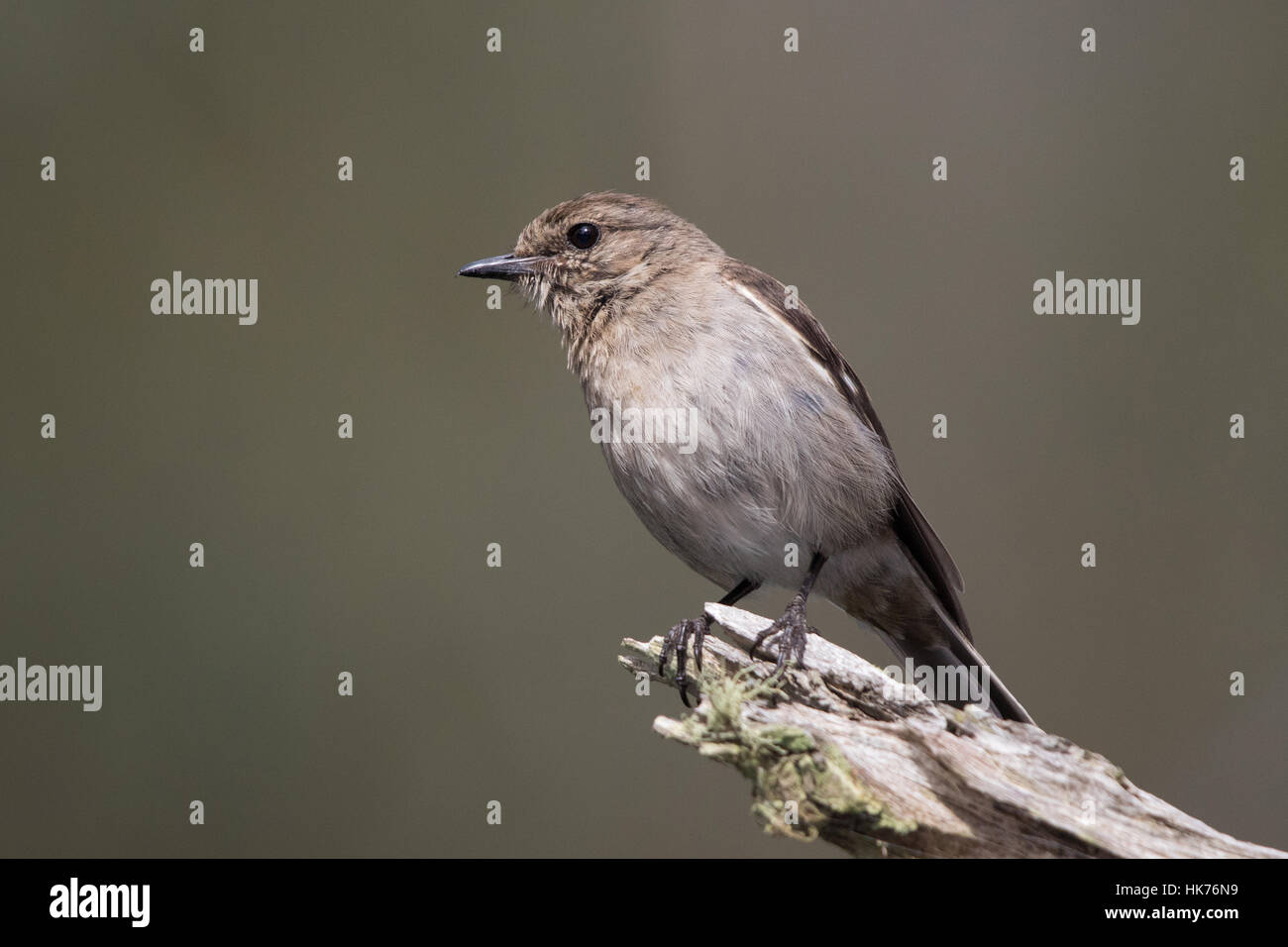 Dusky Robin (Melanodryas vittata Stock Photo - Alamy