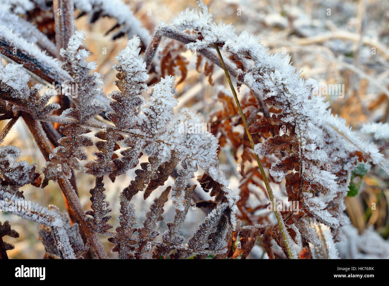 Frost on Dead Bracken Fronds - Pteridium aquilium Stock Photo - Alamy
