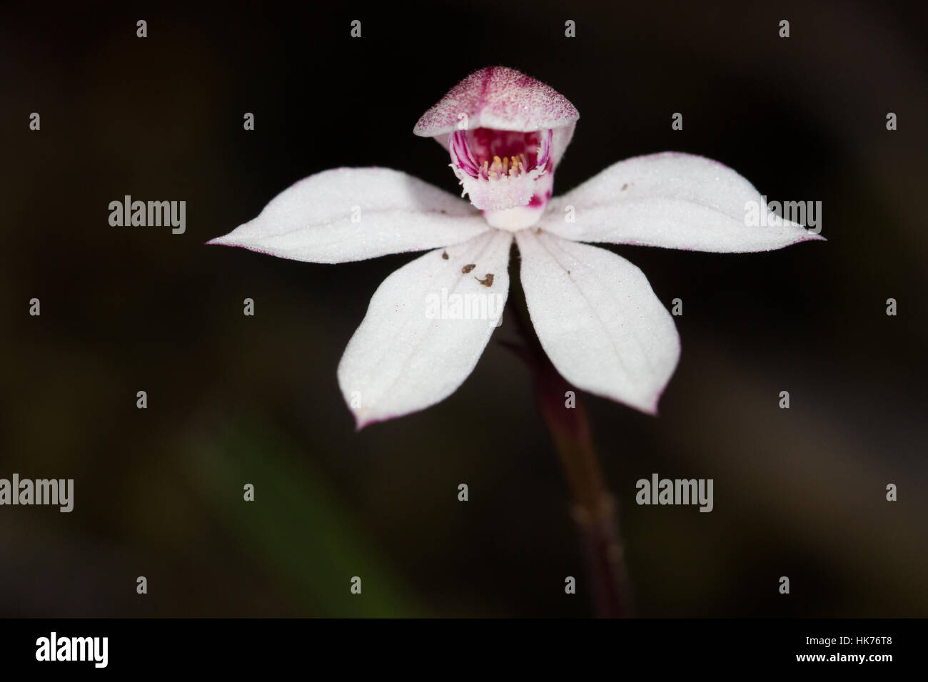 Alpine Caladenia (Caladenia alpina) flower Stock Photo - Alamy
