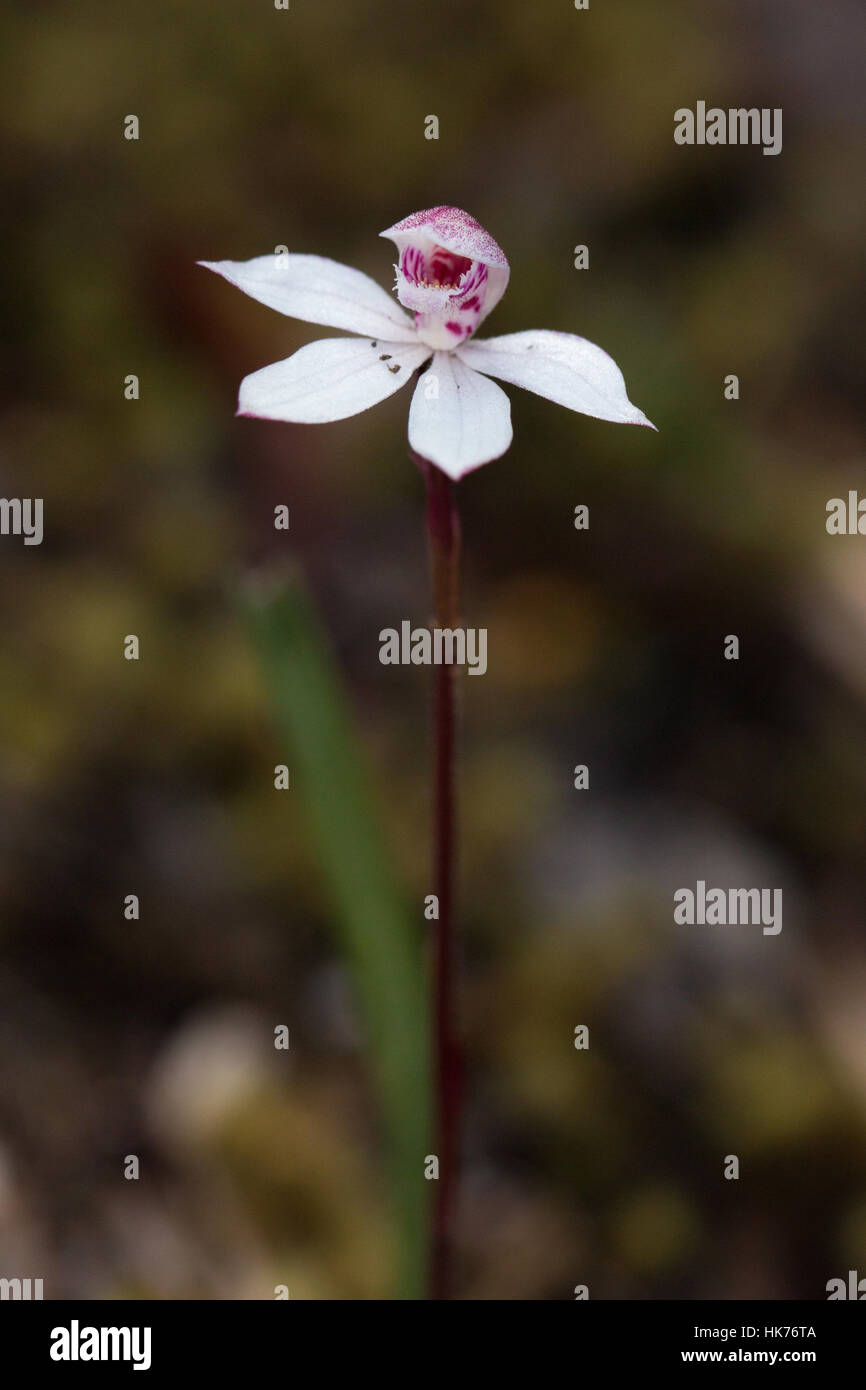 Alpine Caladenia (Caladenia alpina) flower Stock Photo - Alamy