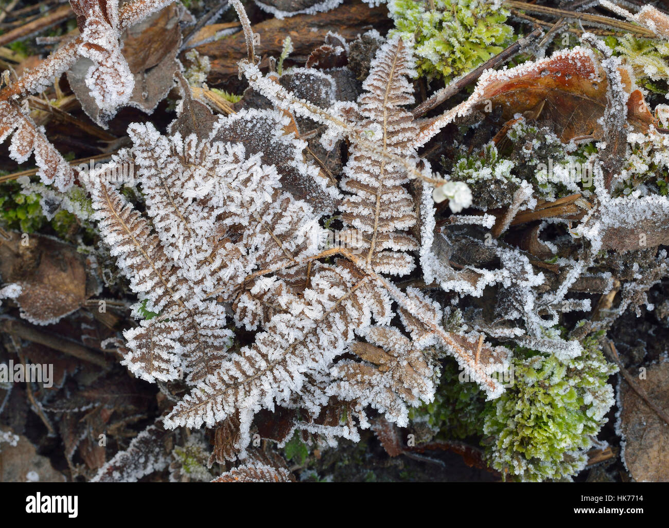Frost on Dead Bracken Fronds - Pteridium aquilium Stock Photo - Alamy