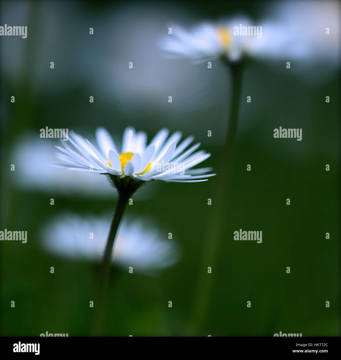 Disc flower hi-res stock photography and images - Alamy