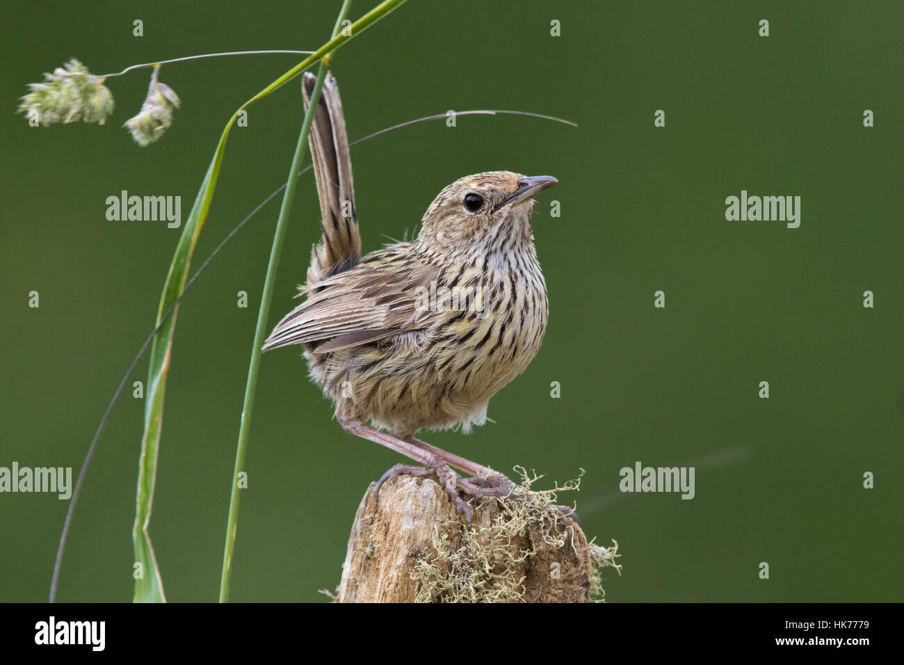 Striated Fieldwren (Calamanthus fuliginosus) perched on the top of a ...