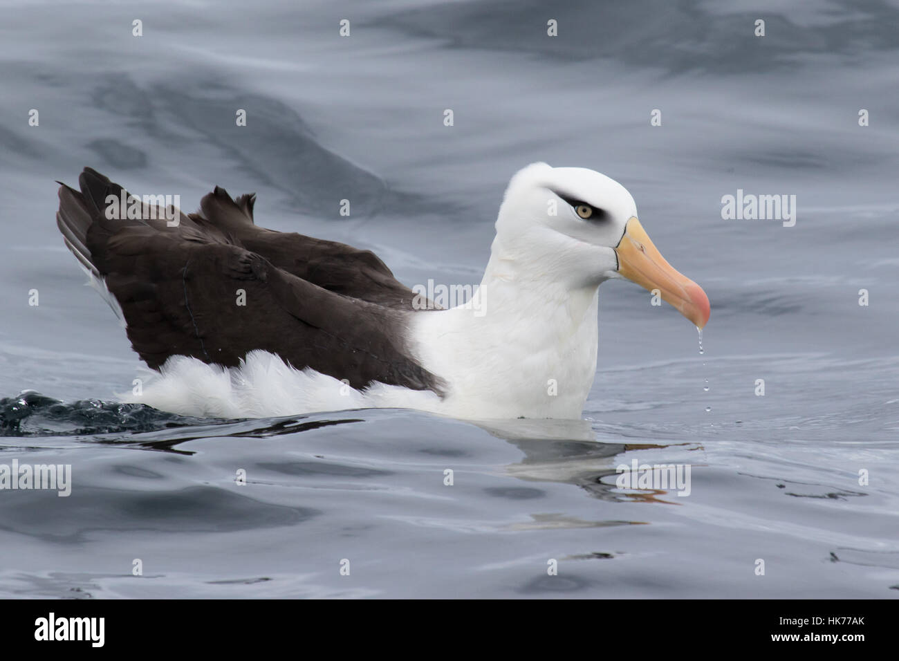 adult Campbell's Albatross (Thalassarche impavida) swimming on the ...