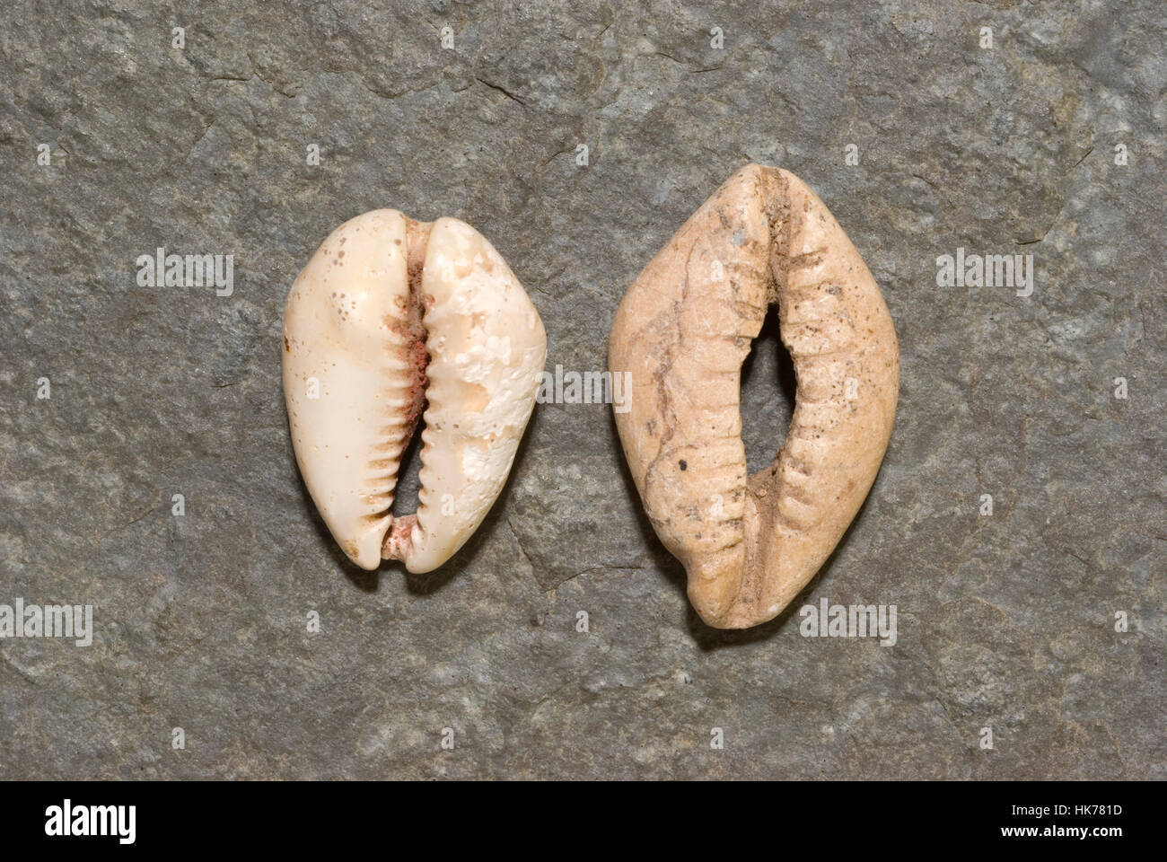Cowrie shell money hi-res stock photography and images - Alamy