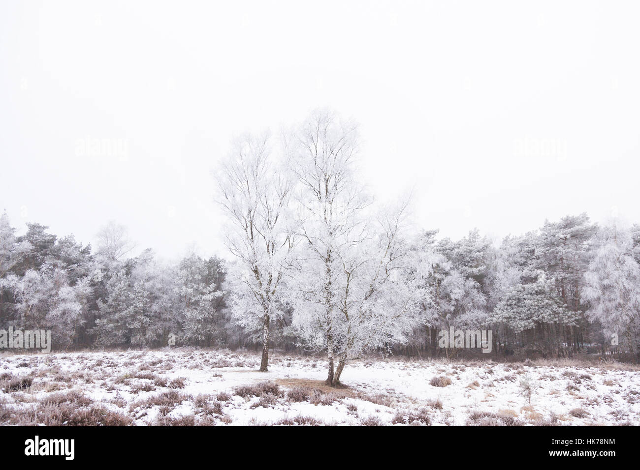 landscape with birch trees and pine fores covered in rhime and snow in ...