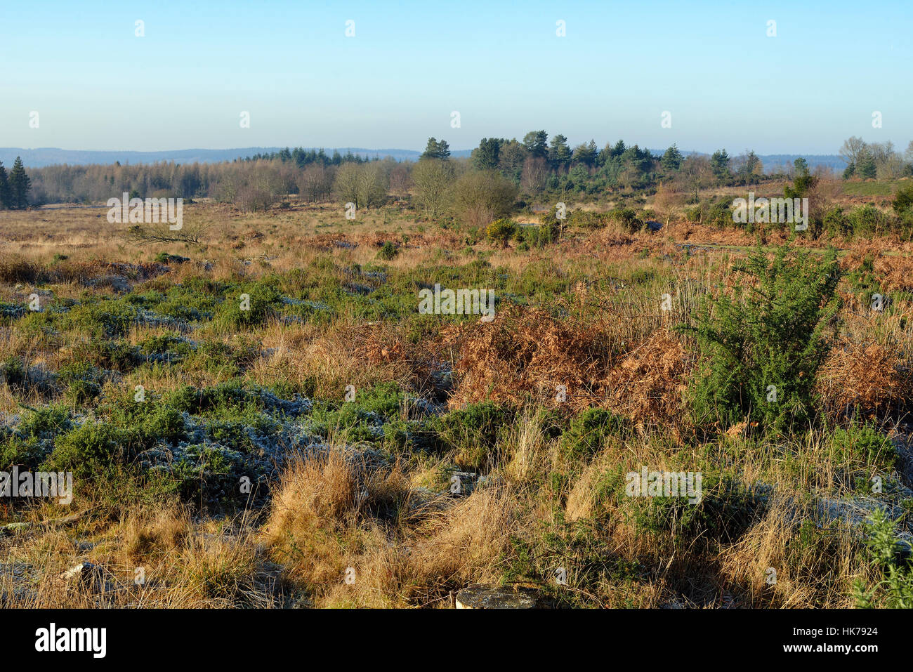 Crabtree Hill Restored Heathland in Winter Sunshine, Forest of Dean ...