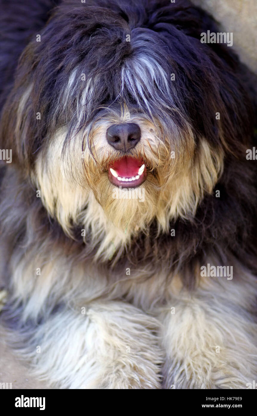 pet, face, dog, portugal, breed, portuguese, friendship, animal, pet ...