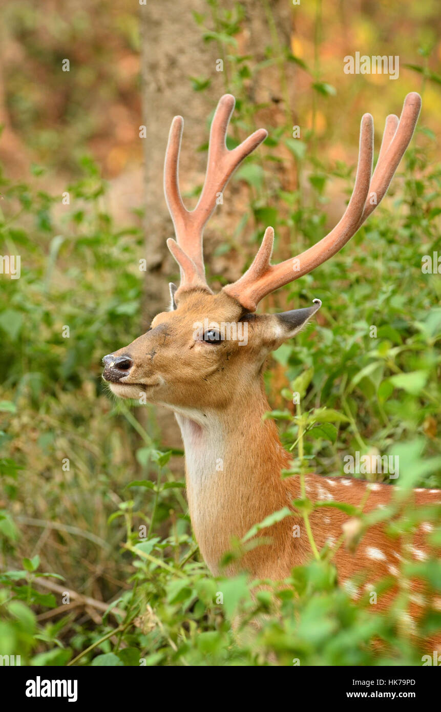 single, animal, mammal, brown, brownish, brunette, wild, male ...