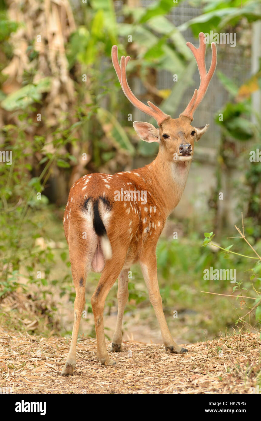 single, animal, mammal, brown, brownish, brunette, wild, male ...