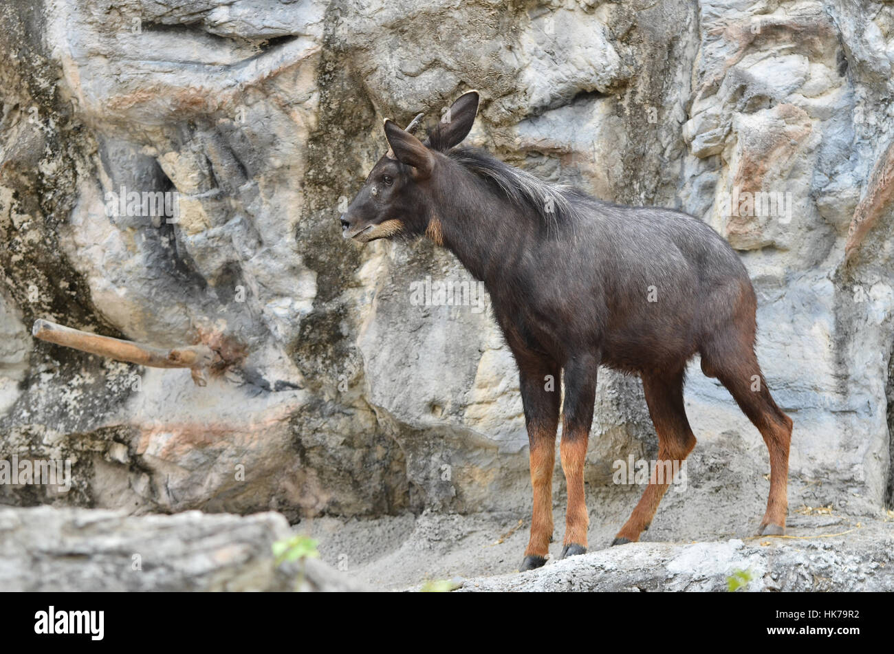 big, large, enormous, extreme, powerful, imposing, immense, relevant ...