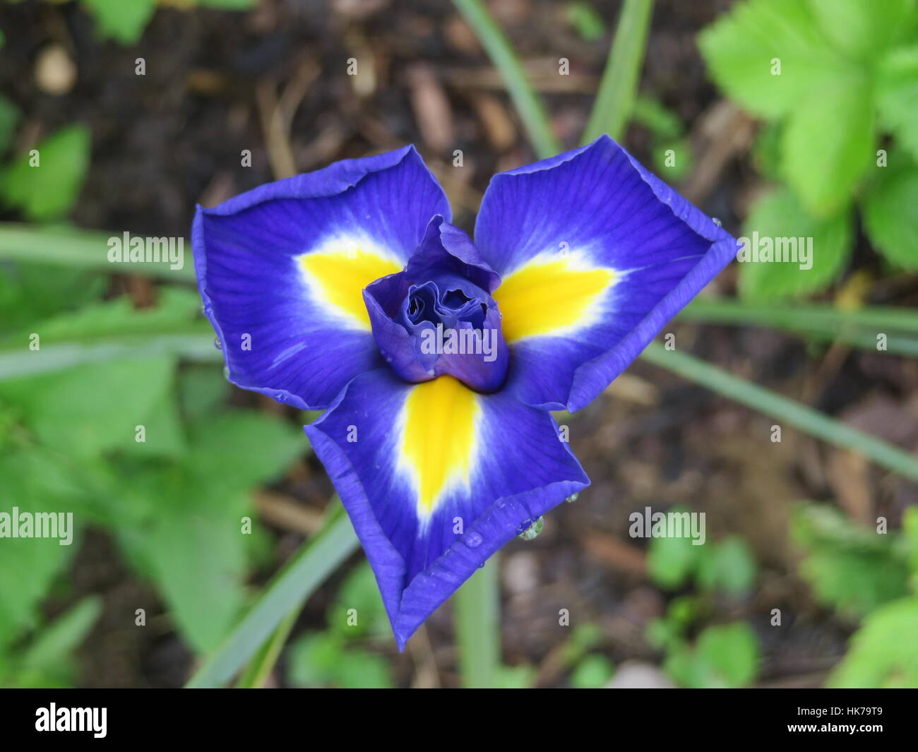 blue iris - iris hollandica blue diamond Stock Photo - Alamy