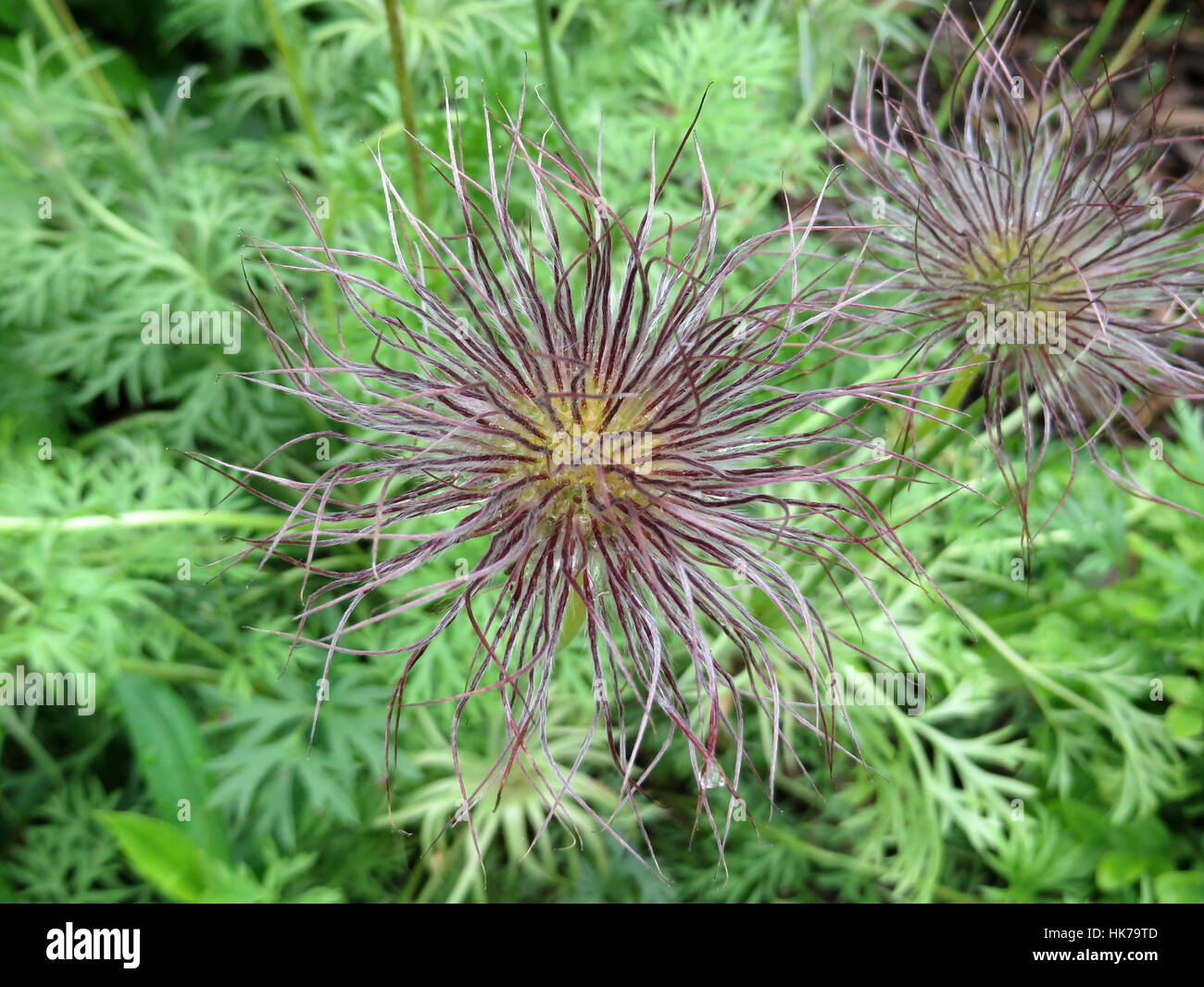 sperm, withers, flower, plant, green, bloom, blossom, flourish ...