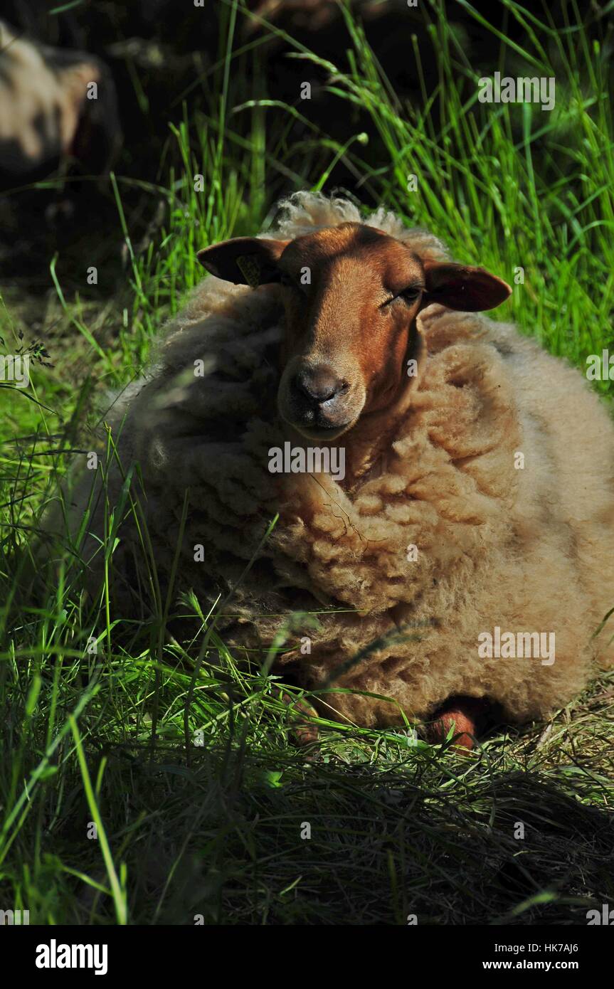 animals, summer, summerly, radio silence, quietness, silence, skin ...