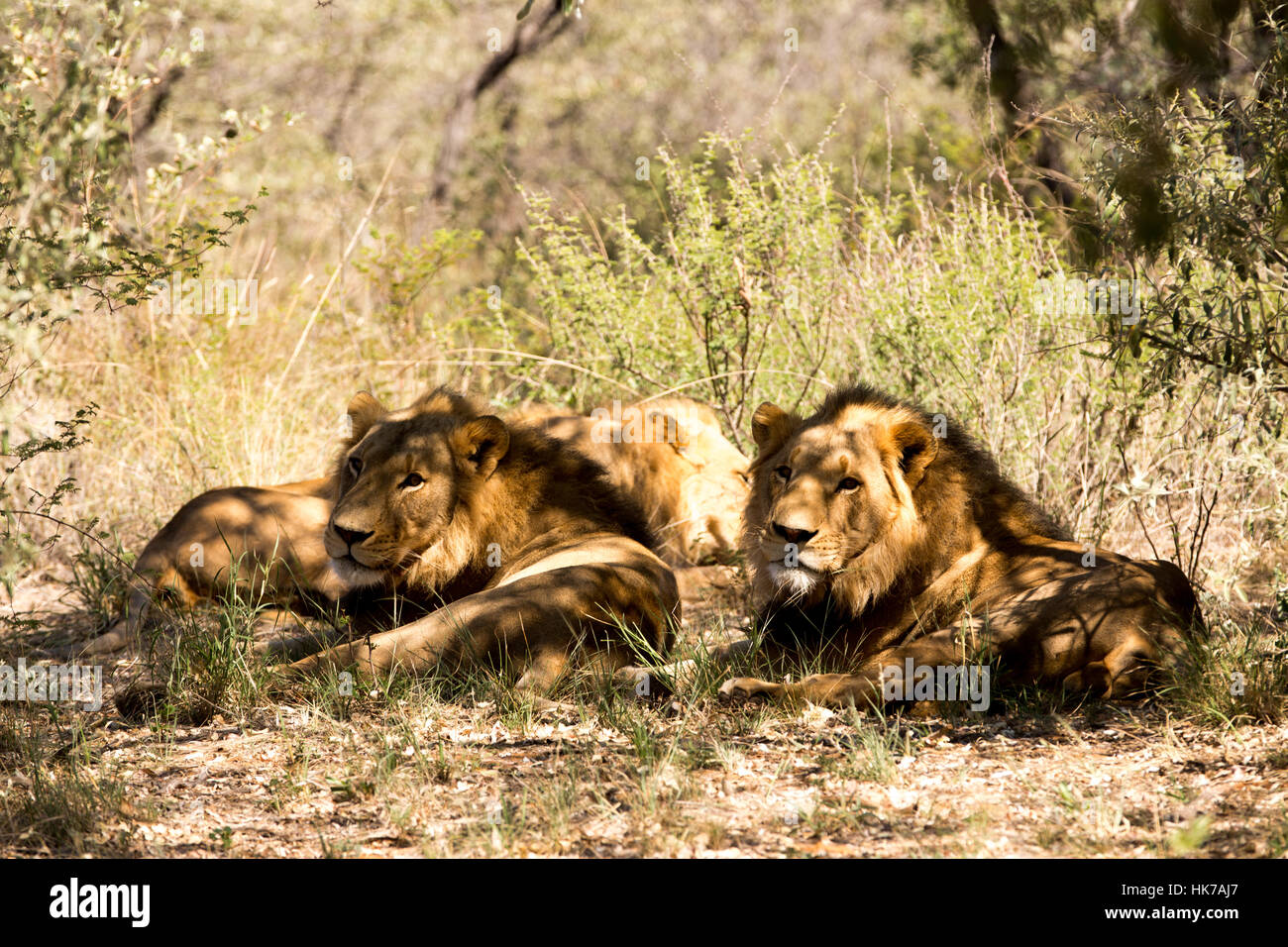 animal, africa, namibia, lion, cat, big cat, feline predator, wildlife ...