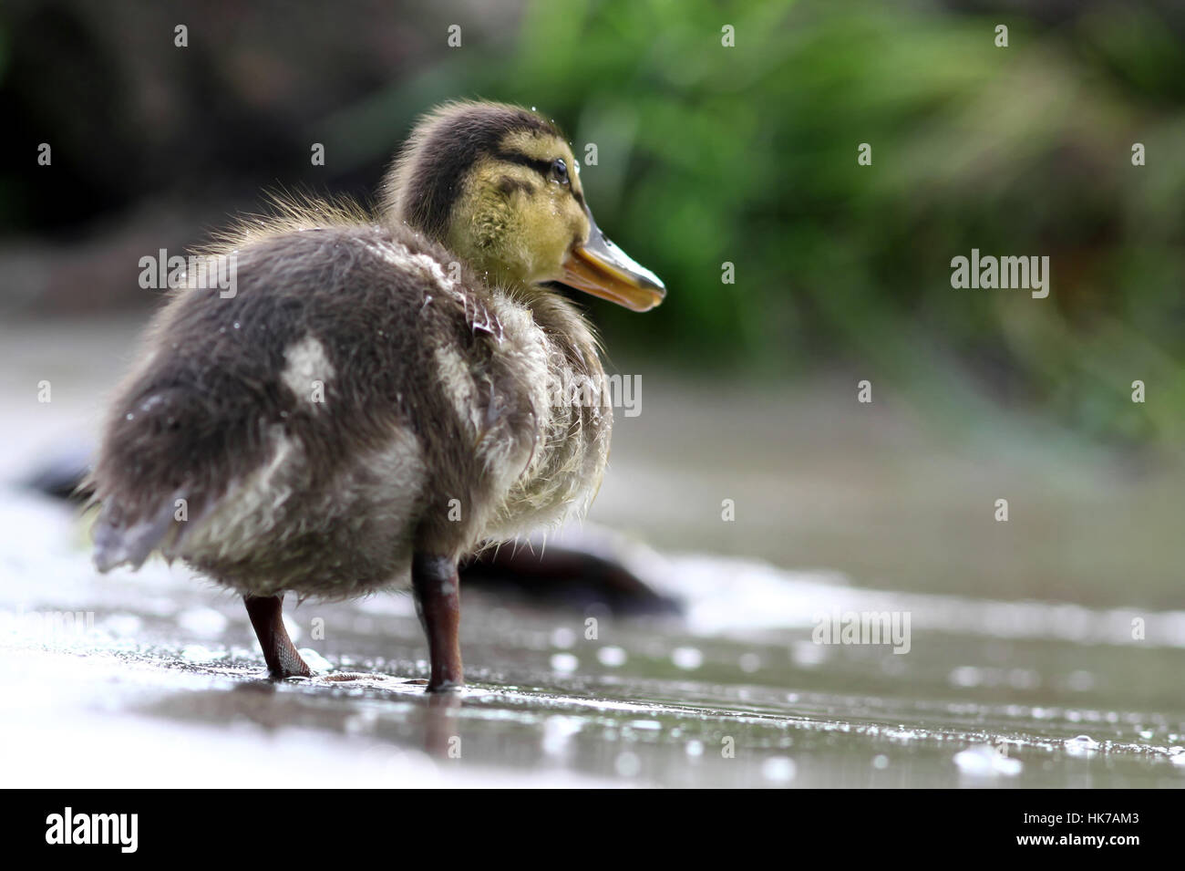 environment, enviroment, animal, bird, animals, birds, nature, shine ...