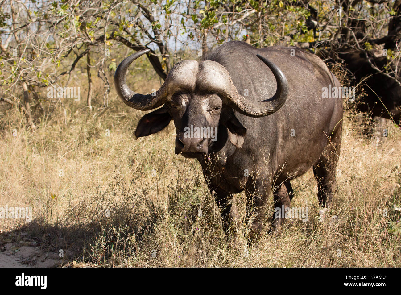 big, large, enormous, extreme, powerful, imposing, immense, relevant ...