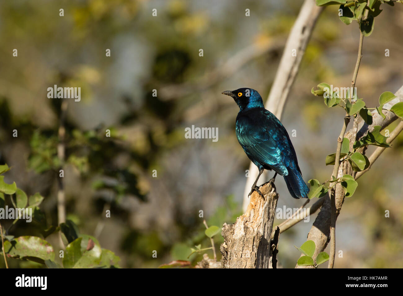 blue, environment, enviroment, tree, animal, bird, green, fauna, wild ...