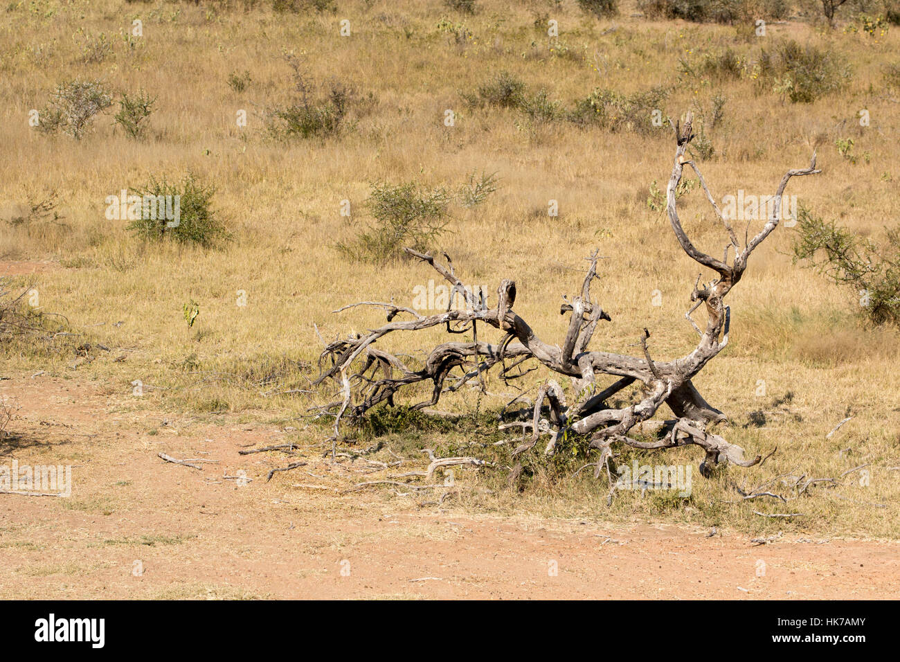 tree, ground, soil, earth, humus, wild, africa, shine, shines, bright ...